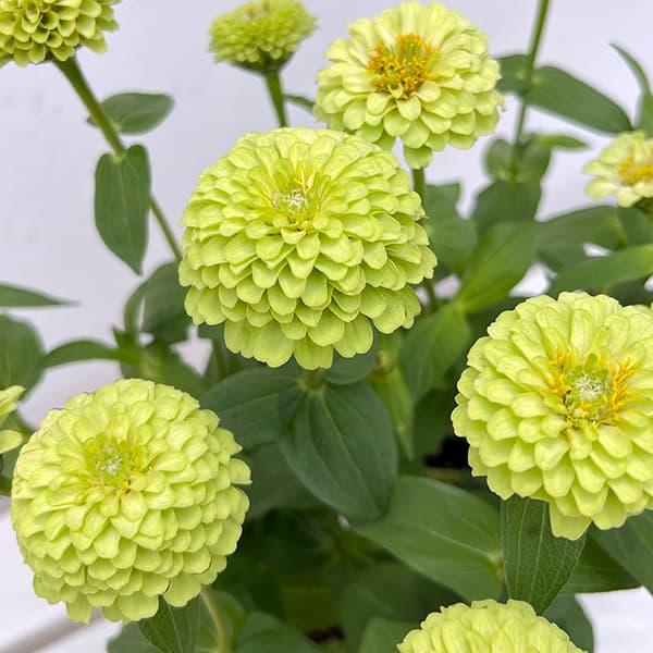 個性的な色合いのジニア（百日草）です。草丈は60〜80cm、開花期が長く、よく枝分かれし、1輪ずつの花も長く楽しめます。切花品種ではありますが、コンテナの寄せ植え材料としてもおすすめです。※クイーン系は花型や花色に個体差があります。※詳しい...