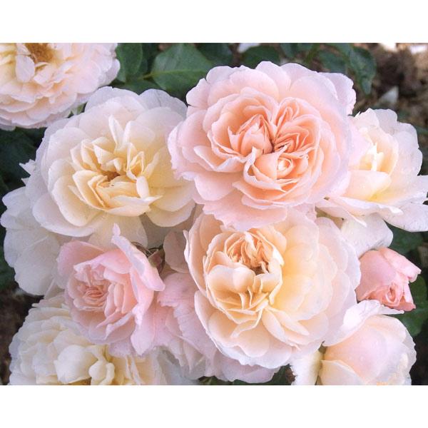 フリルがかったロゼット咲きの中輪花が房咲きになります。クリームピンクからクリームイエローに変化しながら咲くため、株全体で淡いグラデーションが楽しめます。フルーティな香りです。やや横張り性のコンパクトなブッシュで四季咲き性と耐病性に優れた品種...