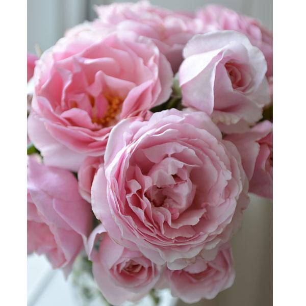 プリンセス・クレア・ドゥ・ベルジックはソフトピンクのカップ咲き。花弁は多くなく咲きすすむと黄色い花芯が見えて、ピンクの花と相まってやさしく可愛らしい雰囲気になります。甘いフルーツの香りがあります。やや大きめのシュラブに成長し、つるバラとして...