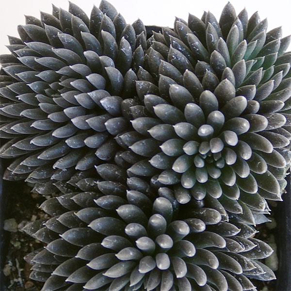 シノクラッスラは細長い卵型の葉を多数ロゼット状に展開する黒味を帯びた多肉植物。スマロとも呼ばれます。ダークグリーンの葉がかっこよく、毛に覆われた姿はまるでビロードのよう。大人っぽい雰囲気です。美しい葉色を保つためにも、日当たり、風通しの良い...
