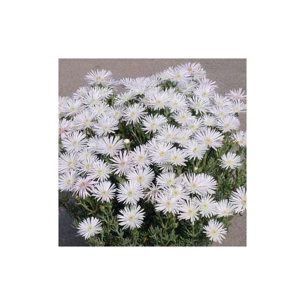 多肉質で濃い緑の葉を持つ、南アフリカ原産のマツバギク（ランプランサス）。非常に丈夫で育てやすく、一般に耐寒性マツバギクと呼ばれるデロスペルマよりやや耐寒性が劣りますが、乾燥や暑さ寒さにも強いので、日本の気候の下では様々な場面で利用が出来ます...