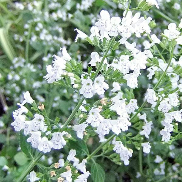 ハーブの苗 カラミントカラミンサは細かな薄紫の花が初夏から晩秋まで咲きつづけ、繊細な印象の宿根草。触れると株全体からはミントの香りがします。丈夫で花期も長く、ボーダーやコンテナの寄せ植え、花は切花としても楽しめます。 花色は白に近いうすい紫...