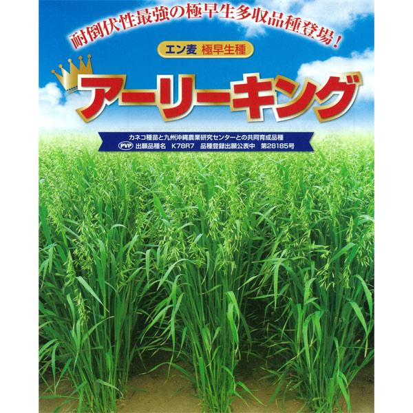 耐倒伏性最強の極早生多収品種！アーリーキングは晩夏まき、年内刈取りの作型に最適な極早生品種です。出穂後の草丈が高く、非常に収量が高いです。耐倒伏性が強く、冠さび病等各種耐病性にも優れます。乾草に最高の品種です。※詳しい商品説明は下のほうに記...