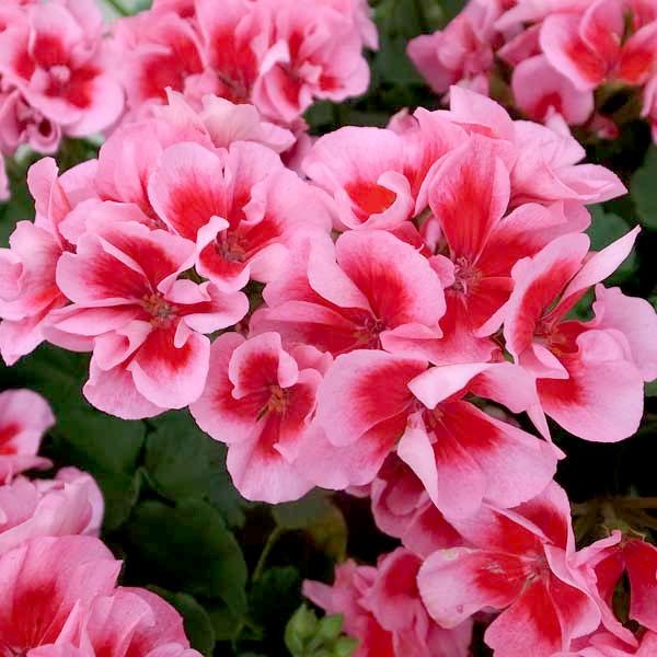 「カリオペ」は、アイビー系とゾナル系の2種類の園芸種ゼラニウムを交配して作出され、両方の長所を兼ね備えた新しいタイプの「ハイブリッド ゼラニウム」です。特に耐暑性に優れ、高温多湿な日本の夏でも休むことなく花を咲かせ続けます。また、その花の大...