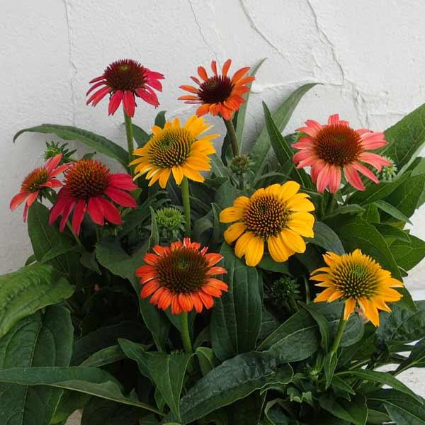 夏から秋にかけて花壇を飾る、暑さに強い花、エキナセア。シャイアンスピリットは花色が鮮やかで成長が早く、ボリュームいっぱいの株となる優れたエキナセアです。花色は暖色系で、植え付け初年度から株張りが30cm前後に育ちます。耐寒性も非常に強く、年...