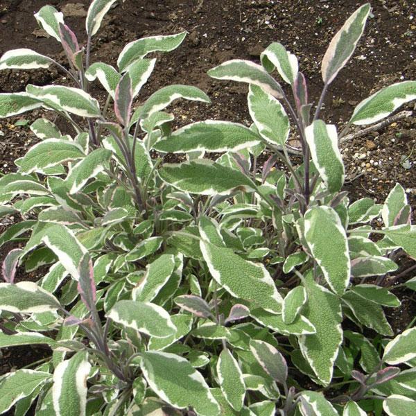 ★入荷から日数が経ったためセール価格となりました。商品の状態は画像と異なる場合があります。★トリコロール（3色）葉が美しいセージ。葉にはまろやかな風味があり、ハーブティにするとのどの痛みを和らげてくれます。花はサラダにちらしたり、葉は肉や魚...