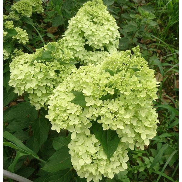 ノリウツギはアジサイの仲間。初夏からつぎつぎと花が上がり、開花期が長くお庭におすすめの潅木です。ライムライムチークは「ライムライト」の矮性タイプで、アメリカで注目されているコンパクトながら直立性がある最新品種です。茎は強く丈夫で花が倒れませ...