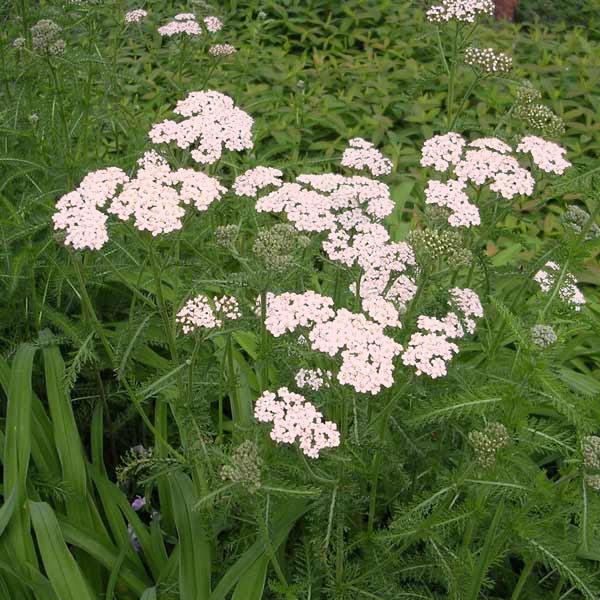 ヤロウ（ヤロー・アキレア・西洋ノコギリソウ）は世界各地で栽培される丈夫な宿根草で、ヨーロッパでは古来ハーブとして利用されてきました。葉が細かく切れ込む姿から、和名はノコギリソウと呼ばれます。日本の山野にも自生種がありますが、園芸的に栽培され...