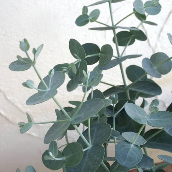 ユーカリはフトモモ科の常緑性高木。葉が丸く白銀のような色で、切花やドライフラワーに利用されます。葉が銀色がかった丸葉ですが、小さな楕円形の葉が密につく品種です。グニーからの選抜育成品種で、葉色のシルバーが強いのが特徴です。ユーカリは原産地で...