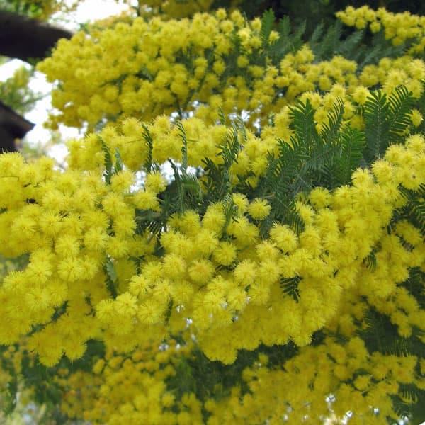 春に黄色の花を樹いっぱいに咲かせる常緑樹 ★入荷から日数が経ったためセール価格となりました。商品の状態は画像と異なる場合があります。★黄色の小さな花が集まった花房を枝いっぱいに咲かせ、輝くような明るさ。切花としても美しく、楽しめる品種です。...
