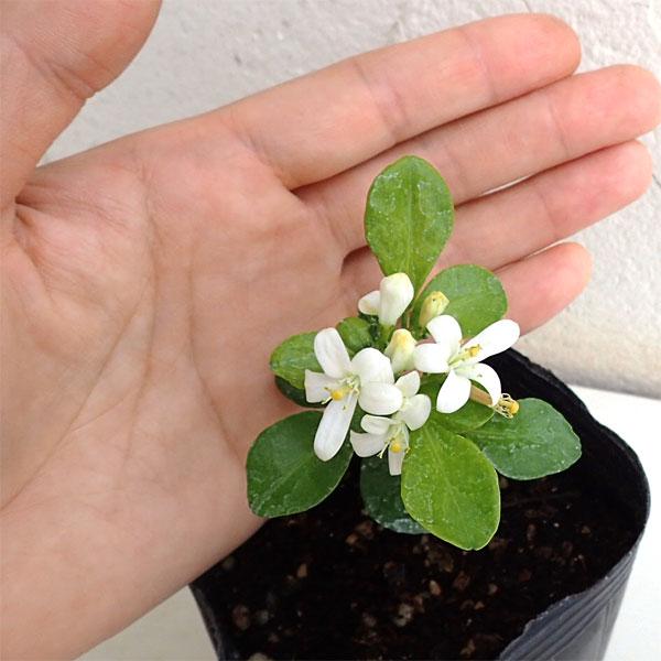 わずか数センチで開花！香りのよい白花を咲かせるシルクジャスミン 超わい性のゲッキツ。樹高10cm未満の小さな苗木のうちから花をたくさん咲かせ実をつけます。夏に咲く小さな白い花は香りも抜群です。観葉植物としてポピュラーなゲッキツのわい性種。ゲ...