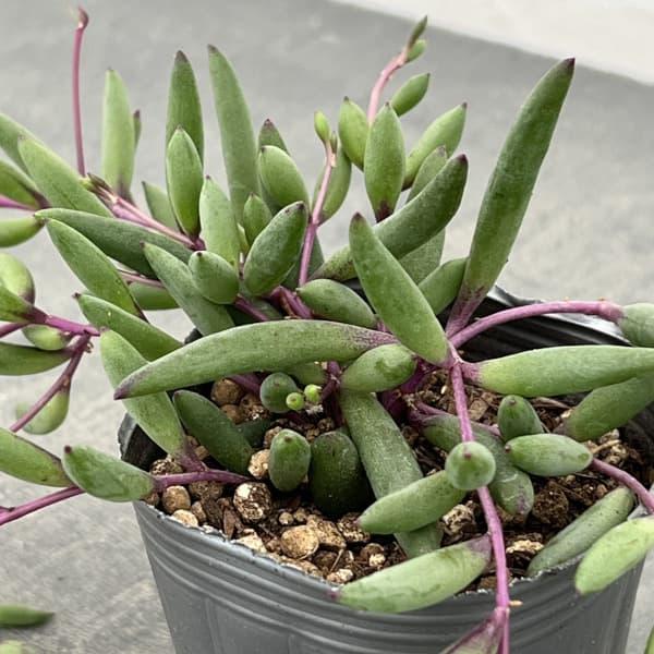 三日月型の多肉植物ルビーネックレスは別名「紫月」とも呼ばれ、植物内の水分量や気温によって、多肉部分は紫〜緑色に変化します。茎は鮮やかなルビー色で印象的です。根元の充実感が不足してきても、挿し木で簡単に増やすこともできます。※詳しい商品説明は...