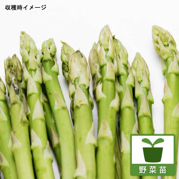 アスパラは、家庭菜園で手軽に作れる強健な野菜です。緑色が濃く、穂先までしっかり締まり、かんたんな調理でおいしく食べられる品種です。収穫の楽しさは格別。そして、新鮮なものは味わい豊かです。 また、葉が美しいので花壇・切花でも楽しめます。メリー...