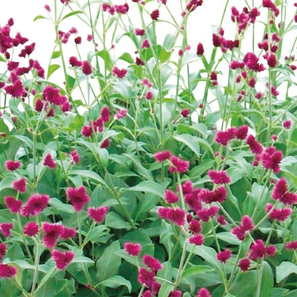 ローズピンクの小花を無数に咲かせるアルテルナンテラ 寄植えに最適 千日小坊（せんにちこぼう）は、アルテルナンテラの仲間。ヒユ科の多年草で、かわいいピンクのボール上状の花がたくさん咲くユニークな花姿が特徴です。1つの花が1ヶ月と長期間楽しめ、...