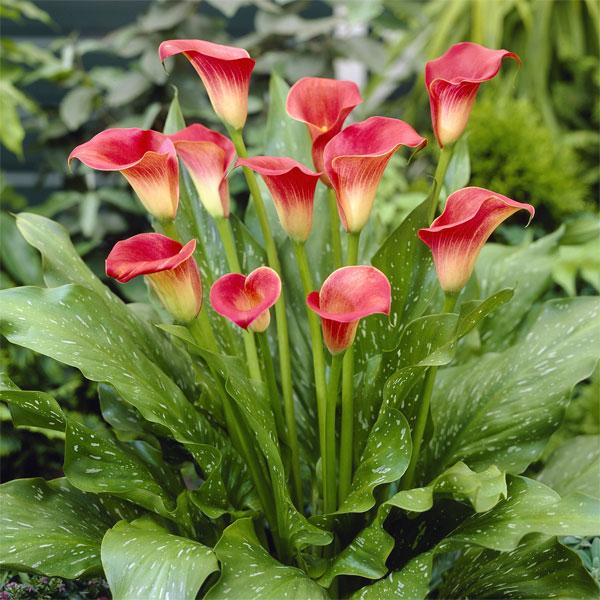 従来の品種に比べ、草丈が高く生育の良い品種です。花に見えるのは葉が変形した苞で、その中心部に花をつけます。花壇や鉢植え、コンテナ等の寄せ植えに最適です。切り花としても利用できます。※詳しい商品説明は下のほうに記載があります