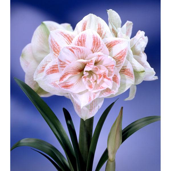 春の球根の王様と言われるアマリリス。中輪の多い八重咲き品種の中で、大人の手の平くらいの見事な大輪を咲かせる品種です。豪華な花姿をお楽しみください。アマリリスの中でも、大輪八重咲のボリューム感はひときわ豪華で引き立ちます。茎も50cm程度まで...