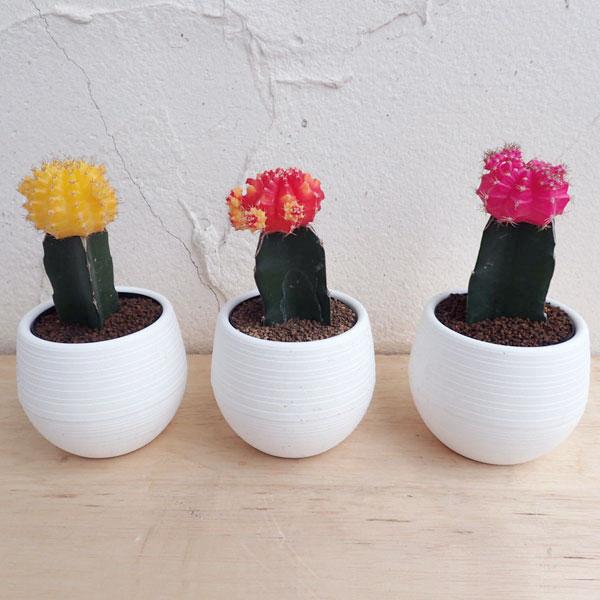 色鮮やかな丸いヒボタン。上と下で色・かたちが違うのは接ぎ木によるもので、台木は三角柱サボテンです。柱サボテンの緑とカラフルなヒボタンのコントラストがポップで可愛らしいですね。黄・ピンク・丹頂の3色セットでお届け致します。※詳しい商品説明は下...