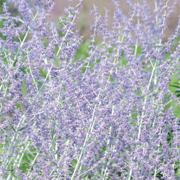 細長い燭台のような美しいシルバーの花茎を真っすぐに伸ばし、とても小さなラベンダー色の花を無数に咲かせます。とても涼しげな印象の花で、大株になると存在感があります。※詳しい商品説明は下のほうに記載があります