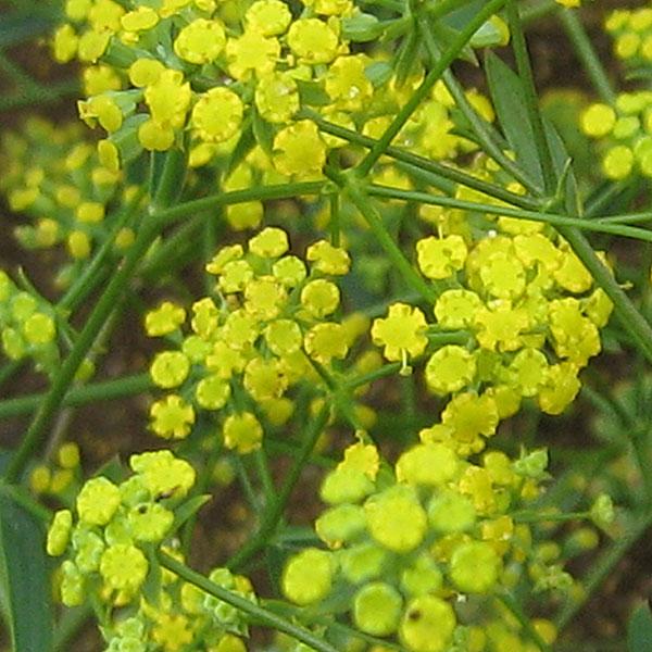 ミシマサイコは本州から四国・九州の日当たりの良い山野に自生する多年草です。夏から秋にかけて小さな黄色の花を多数咲かせます。昔から解熱、鎮痛作用のある薬草として漢方薬に利用され、大柴胡湯（だいさいことう）、小柴胡湯（しょうさいことう）、柴胡桂...