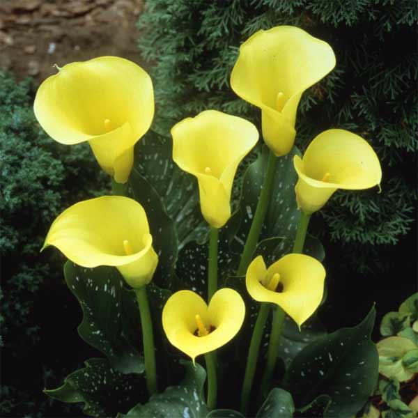 カラーバリエーションが豊富なカラーの新色です。花壇・鉢植えはもちろん、切り花にも最適です。※詳しい商品説明は下のほうに記載があります