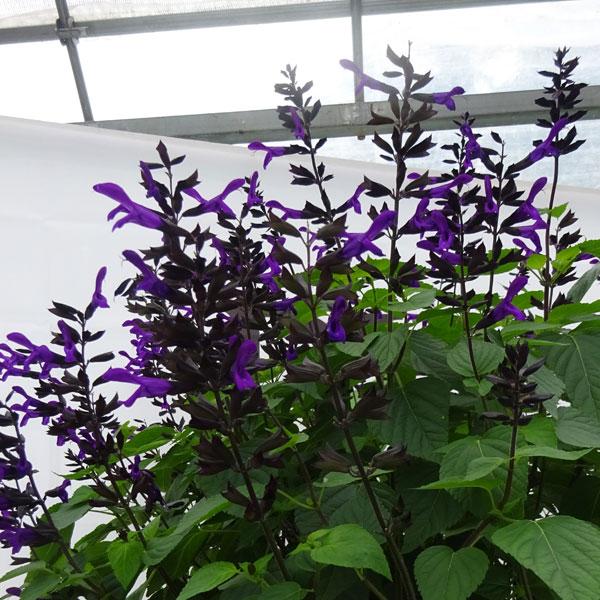 強くて生育旺盛なハイブリッドサルビアです。剪定しなくても、自然に分枝してボリュームが出るハイブリッドタイプ。種がつかないからぐんぐん育ちます。セルフクリーニング（咲き終わった花が自然に落ちる）なのでお手入れも簡単です。公共植栽にも使える驚き...