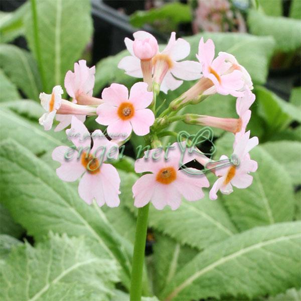 愛らしいピンクの花がボール状に咲きあがります。もともと北海道から九州にかけての山麓付近の湿地帯に自生するサクラソウ科の植物で、他のプリムラにはない繊細な面持ちで、群生させると非常に見ごたえがあります。湿地や半日陰などの花を植えにくい所に適し...