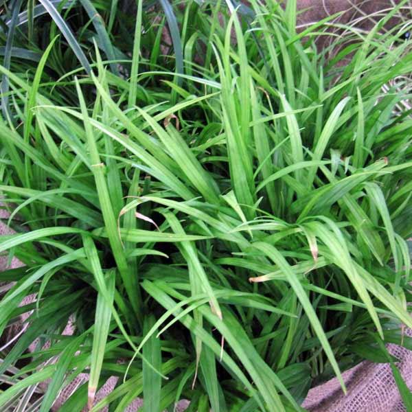 この花が咲くと、吉事があるという言い伝えから「吉祥草」と呼ばれています。湿り気のある日陰で群生し、秋には根元からかわいらしい淡紅紫色の花を穂状につけます。グランドカバーはもちろん、暗い日陰を彩るにはピッタリです。※詳しい商品説明は下のほうに...