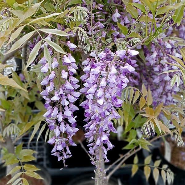 フジは晩春から季節の風物詩となっている落葉つる性木本です。棚作りが一般的でしたが、鉢植え、窓辺やアーチに這わせるなど、洋風の庭のガーデニング素材としても人気です。藤にはヤマフジとノダフジがあり、一般的に見られるのはノダフジです。ノダフジは花...