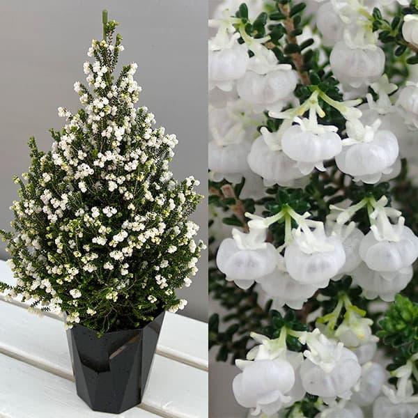 ★花終わりのため特価です。ギフトにはご利用いただけません。花を切り戻してのお届けとなります★白い雪をまとったツリーのような美しい姿を楽しめるスズランエリカです。開花期が長いので、スズランのような可憐な花を2ヶ月以上お楽しみいただけます。スズ...