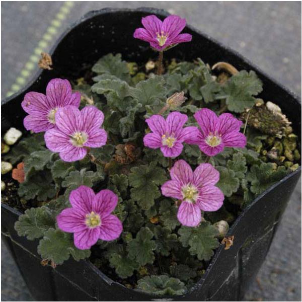 ほふく性で丈夫で育てやすい姫フウロ草。春先から初秋にかけて茎を伸ばしながら次々と花径2cm程度のかわいい小花を咲かせます。ロックガーデンや鉢植え、花壇の前面、またグランドカバーにも向きます。※詳しい商品説明は下のほうに記載があります