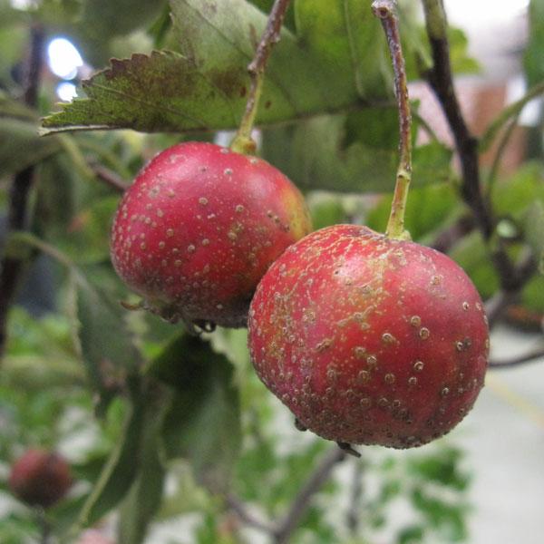 健康果樹として話題のサンザシは中国原産のバラ科の落葉中低木。ルビーサンザシは5月頃に一重の白花を咲かせ、その後秋にルビー色に輝く赤い実をいっぱいつけます。秋冬の観賞用の実ものとしておすすめです。自家結実性です。実は鑑賞だけでなく、ジャムやシ...