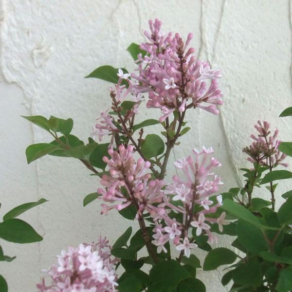 ★入荷から日数が経ったためセール価格となりました。商品の状態は画像と異なる場合があります。★ライラックの四季咲き品種。主に春と秋に開花し、甘い香りのするラベンダーピンクの花を咲かせます。花付きがよく、わい性でコンパクトにまとまるので、鉢植え...