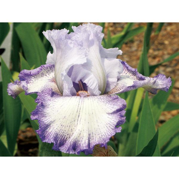 ★入荷から日数が経ったためセール価格となりました。商品の状態は画像と異なる場合があります。★光あふれる虹の花、ジャーマンアイリス。農薬・化学肥料不使用の自然農法で育てた元気な株です！地中海地方原産で、花上部のひらひらが大きいのが特徴です。ほ...