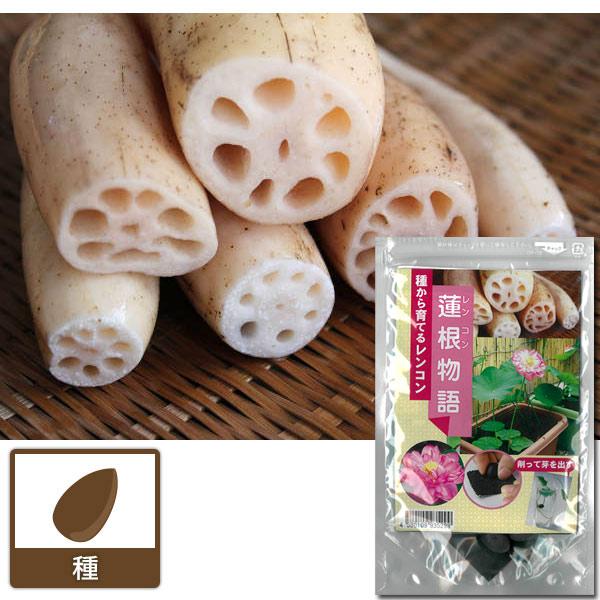 レンコンを種から育てる栽培キットです。食用レンコンがとれる蓮の種と栽培方法の説明書付きです。大型のプランターを使って育てることができ、栽培中に花も楽しめます。また収穫後も、新芽のきれいな株を残せば再び翌年育てられます。※詳しい商品説明は下の...