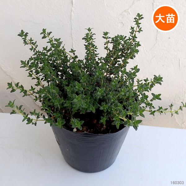 お届け後、早めに利用できる4号ポットサイズのハーブ苗です。一般的なハーブ苗(直径9cmの3号ポット)よりも大きくボリュームがあります。※詳しい商品説明は下のほうに記載があります