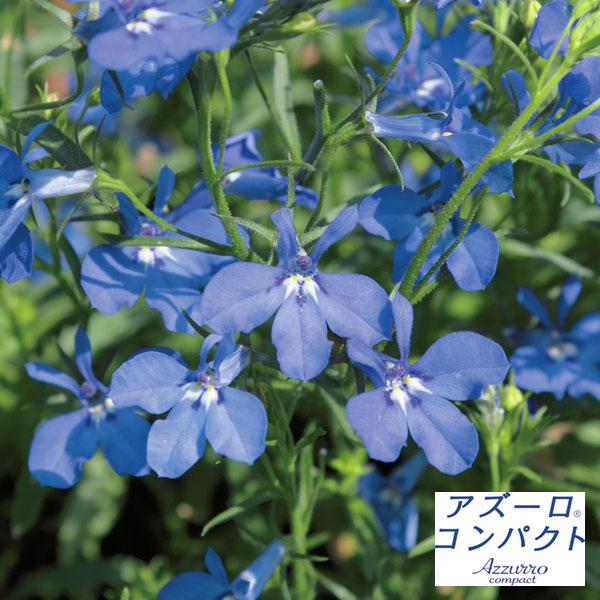 ★入荷から日数が経ったためセール価格となりました。商品の状態は画像と異なる場合があります。★アズーロコンパクトはサントリーフラワーズのロベリアです。無数の繊細な花穂が、特長的な「ふんわり感」を演出します。優しい草姿は単鉢でも、寄せ植えでも様...