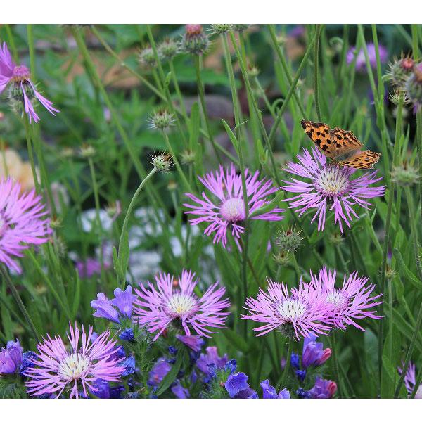 ★入荷から日数が経ったためセール価格となりました。商品の状態は画像と異なる場合があります。★アザミのように細いライラック色の花。ボーダー花壇などにおすすめです。切り花でも楽しめます。※詳しい商品説明は下のほうに記載があります