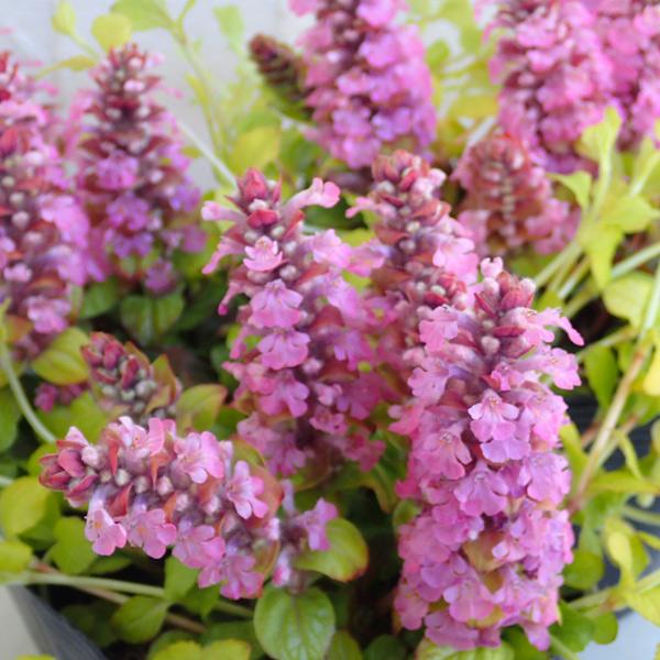 グランドカバーや寄せ植えに 明るいライムグリーンの葉にピンクの花穂。これまでにないアジュガの新色です。草姿がやや小型なので、寄せ植えにもピッタリです。アジュガは今や最もポピュラーなグランドカバー素材のひとつ。常緑で、日向から半日陰で元気に育...