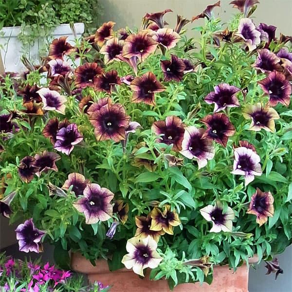 横浜生まれのおしゃれな小輪系ペチュニア。こんもりとしたドーム型の草姿になり、株一面に小さなお花を咲かせます。株は伸びすぎずコンパクトにまとまるので、特に鉢植えに向いています。もちろん花壇でも綺麗に咲いてくれますよ。分枝性が高く、ピンチをしな...