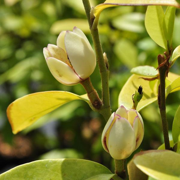 カラタネオガタマは、春には木いっぱいに明るい花を咲かせ、夏は涼しい葉陰を作るシンボルツリーとしてガーデニング世代の注目を集めている、モクレンの一種です。この品種は、中国原産で春と秋に年2回花を咲かせる珍しい品種です。甘いバナナに似た芳香のあ...