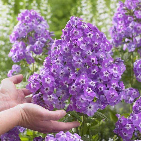 ゴリアスは迫力満点・魅力満点の巨大輪咲きフロックス。直径25cm以上にもなる大きな花房は、一般的なフロックスの2倍近い大きさで、花の少なくなる夏花壇で迫力満点です。草丈も高いので、うどん粉病などの影響を受けにくく、また病気やカビにも抵抗性を...