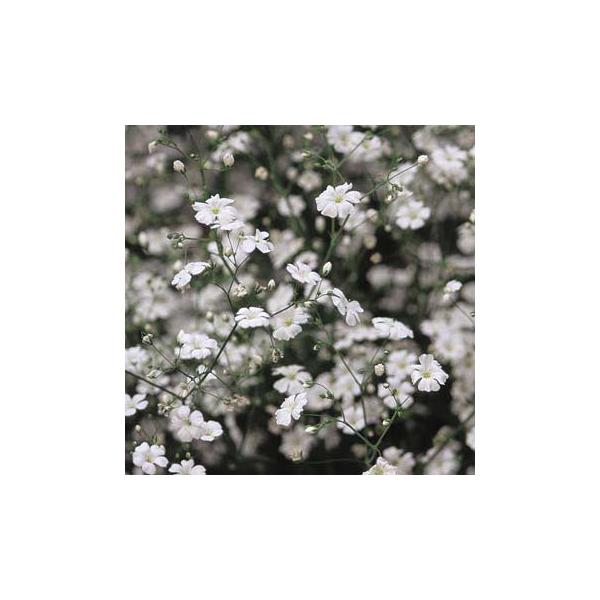 ★虫食い跡があるため特価です★白い小花をたくさん咲かせるカスミソウ（霞草）。花束やフラワーアレンジメントにぴったりの花です。花壇では大きく広がり立体感が出ます。草丈を生かした立体的な花壇にもお勧めです。茎が長く伸びるので、支柱などで支えてく...