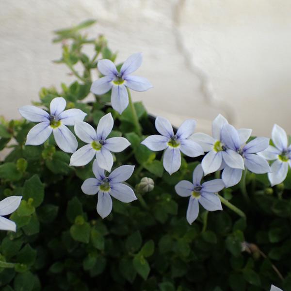 星形の花の形から「スターラベンダー」とも呼ばれ、花径1cmに満たない小さなライトブルーの花を次々咲かせます。草丈は低く、ほふく茎が這うようにして広がります。小さな花を春〜秋にかけてたくさん咲かせます。鉢植えにしてこんもりと育てるのも可愛らし...
