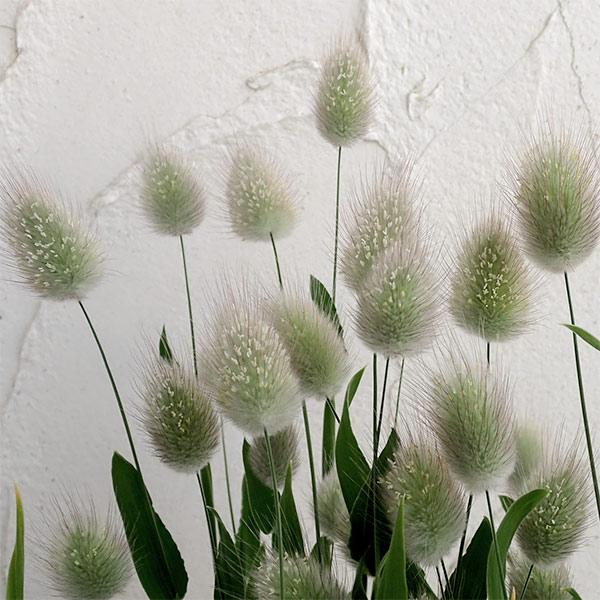 「ウサギのしっぽ」の名前そのままの、柔らかな印象の花穂がつきます。生花としても、ドライフラワーとしても、フラワーアレンジメントによく使われます。また、夏の花壇の縁取りにもきれいです。※詳しい商品説明は下のほうに記載があります