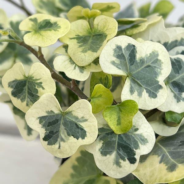 丸葉の白斑がとても可愛い人気品種です。鉢植え、寄せ植えでお楽しみください。強い直射日光に当たると葉が変色してしまいますので、明るい日陰で管理してください。※詳しい商品説明は下のほうに記載があります