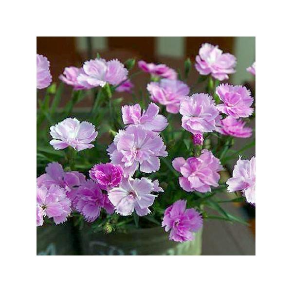 ピンクパフュームは甘い香りが楽しめる、わい性の八重咲撫子です。特に「香りの強さ」を強調して育種された品種です。冷涼期の花は、まるでバニラかカカオ（チョコレート）のような甘い香りがとても強くなります。切花で楽しむのもおすすめ。高温期には香りは...