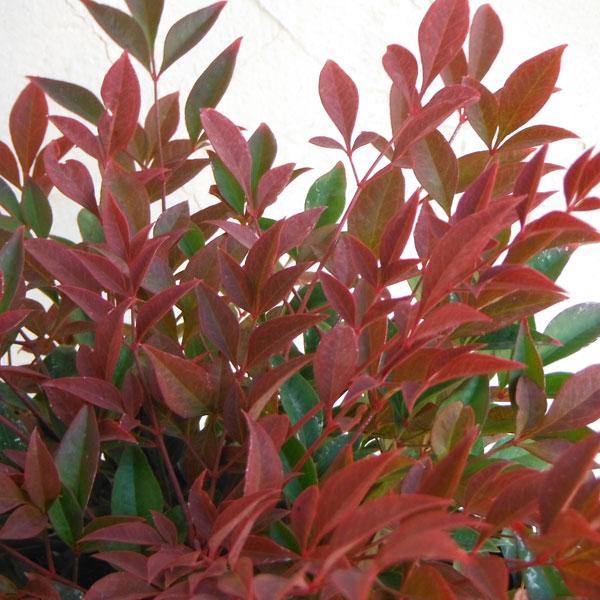 鉢植え・寄せ植え・生け垣・グランドカバーに 常緑低木 ★入荷から日数が経ったためセール価格となりました。商品の状態は画像と異なる場合があります。★オブセスは2013年に国内に導入された新種の南天です。姫南天を小型にしたような姿で、樹高は低い...