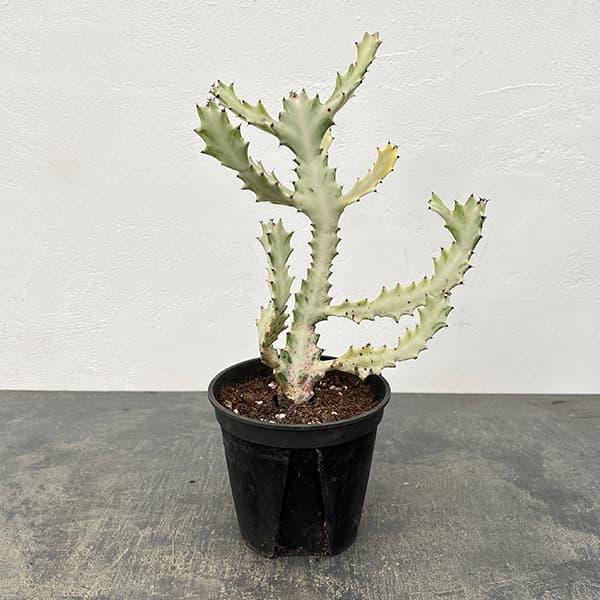 一見サボテンのようにも見える多肉性ユーホルビアです。ホワイトゴーストはその名のとおり、「白い幽霊」のような不思議な色と形の植物。美しい白色とごつごつした質感が大人気です。多肉植物ですので、水遣りの回数も少なくてすみ、丈夫です。オシャレなイン...