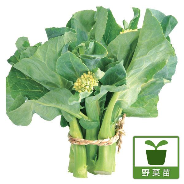 【発売日：2026年08月27日】カイランは主に茎の部分と若葉を食用とし、その茎はアスパラとブロッコリーの茎を足して割ったようなコリッとした食感で、ほんのりと甘みがありアブラナ科らしい風味が感じられます。葉の部分には少し苦味がありますが、茎...