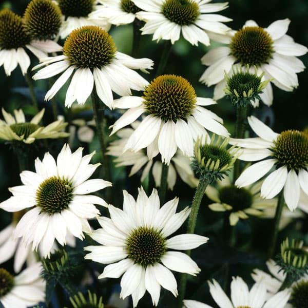 夏に大きな花を咲かせる丈夫な多年草、エキナセアです。中心がいがくり状になり、開花後は橙褐色に色づいて長く楽しめます。存在感があり、花壇や鉢植えの中心として使うとたいへん映えます。花壇などに植えておくと、年々株が大きくなり、たくさんの花を咲か...